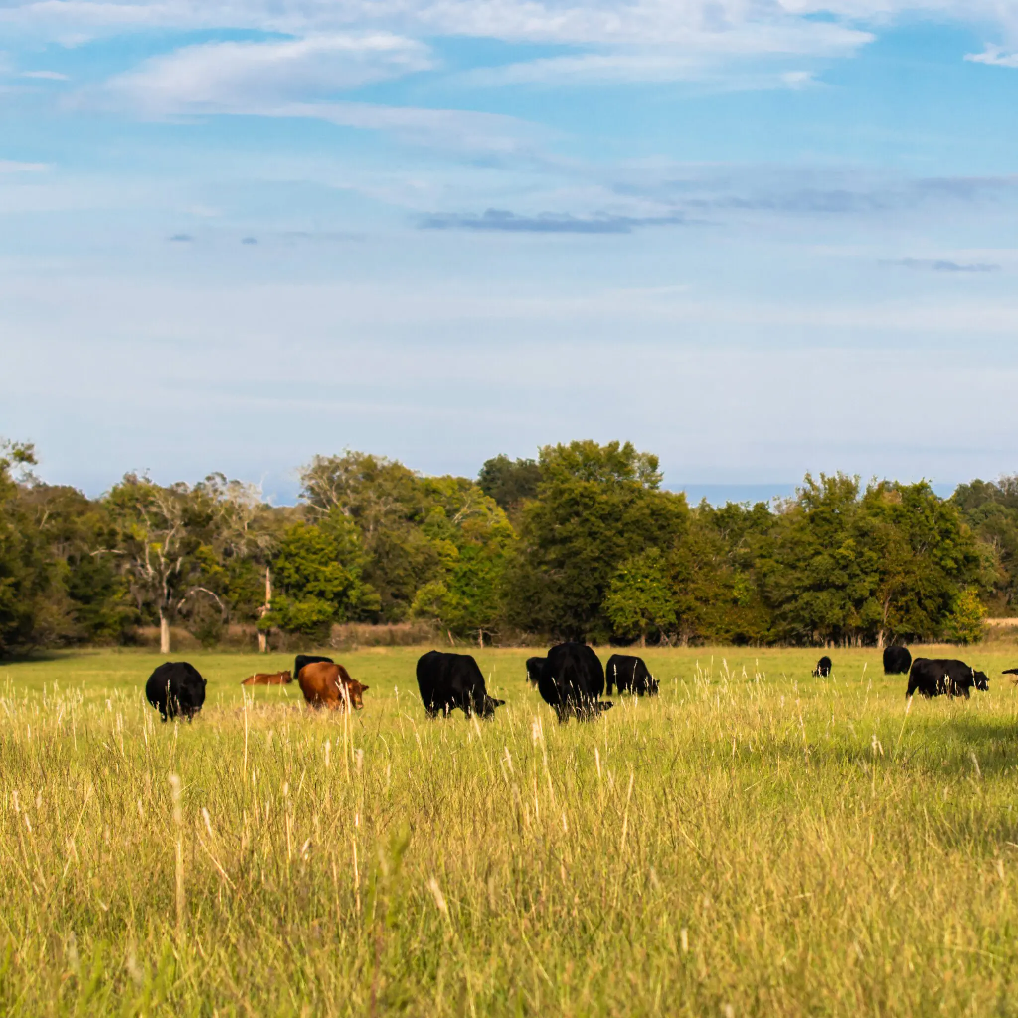 Warm Season Grass Mixes Archives - Great Basin Seeds