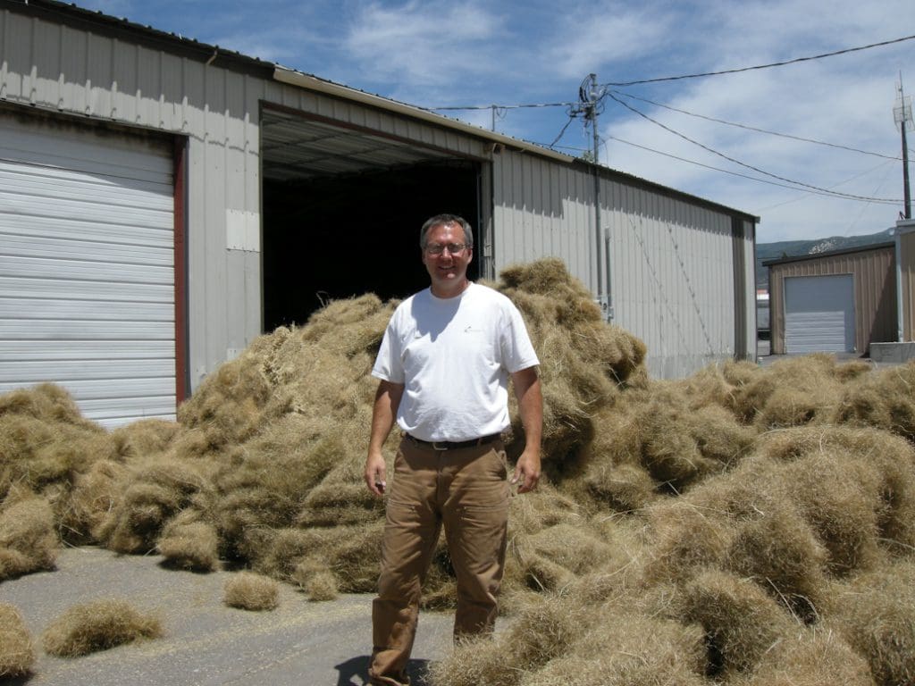 Needle and Thread Grass (Hesperostipa comata) - Great Basin Seeds