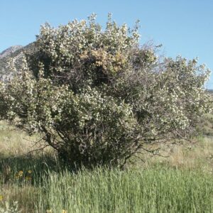 Utah Serviceberry - Amelanchier utahensis - Great Basin Seeds