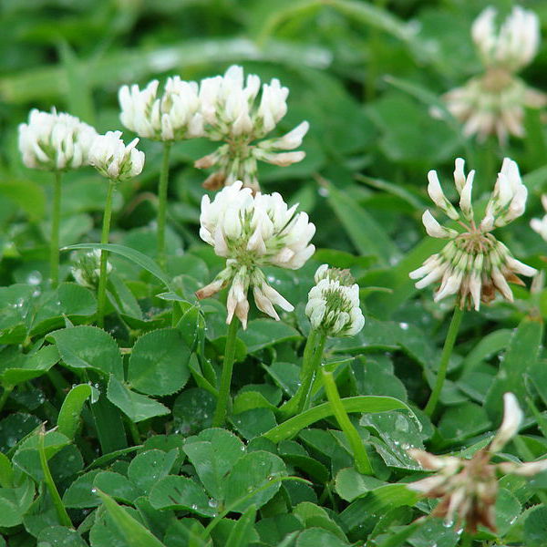 Silvery Lupine, Lupinus argentius - Great Basin Seeds