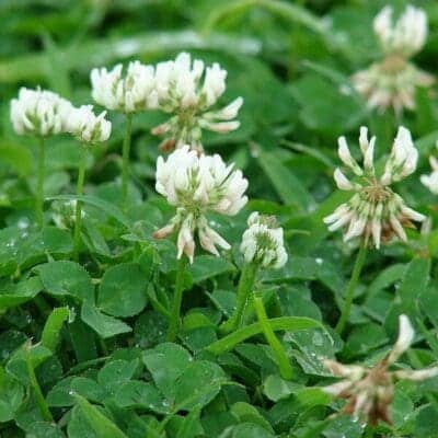 Honey Bee Pasture Mix, Clovers for Honeybees - Great Basin Seed