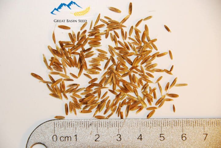 Fria Annual Ryegrass - Lolium multiflorum - Great Basin Seed