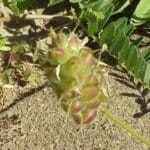 Cicer Milkvetch - Astragalus cicer - Great Basin Seeds