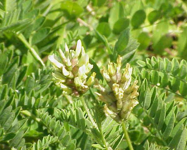 Cicer Milkvetch - Astragalus cicer - Great Basin Seeds