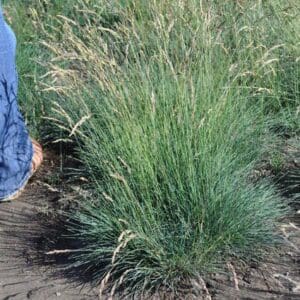 Dryland Pasture Seed Mix - Dryland Pasture Mix - drought tolerant pasture