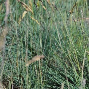 Sheep Fescue - Great Basin Seeds