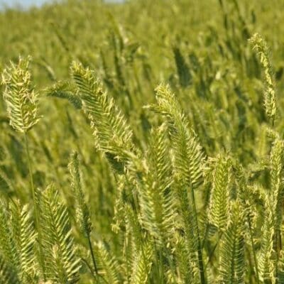 Hycrest Crested Wheatgrass - Great Basin Seed - Drought tolerant