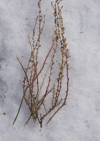 Immigrant Forage Kochia - Bassia prostrata - Great Basin Seeds