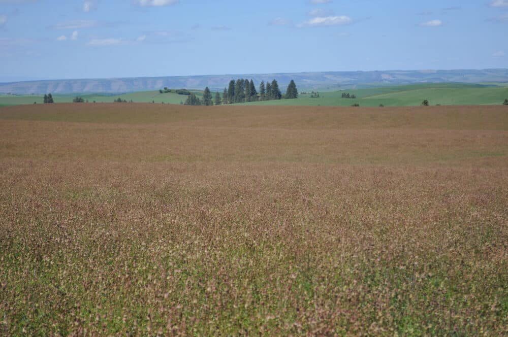 Small Burnet - Sanguisorba minor - Great Basin Seeds
