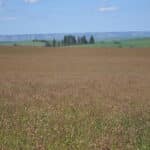 Small Burnet - Sanguisorba minor - Great Basin Seeds