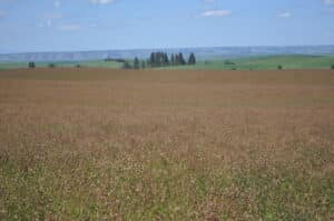 Small Burnet - Sanguisorba minor - Great Basin Seeds
