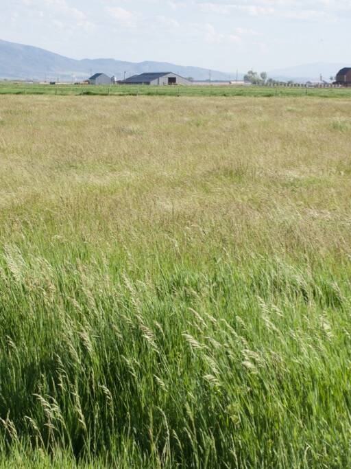 Pasture Mixes - Great Basin Seeds