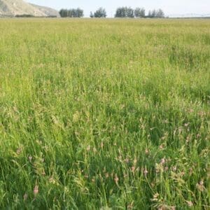 Dryland Pasture Seed Mix - Dryland Pasture Mix - drought tolerant pasture
