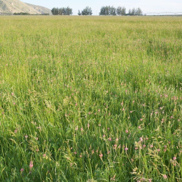Texoka Buffalograss Buchloe Dactyloides Great Basin Seed