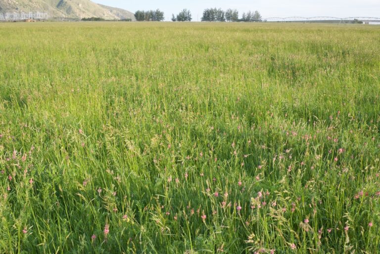 Irrigated Pasture Seed Mix - Great Basin Seeds Pasture Mix