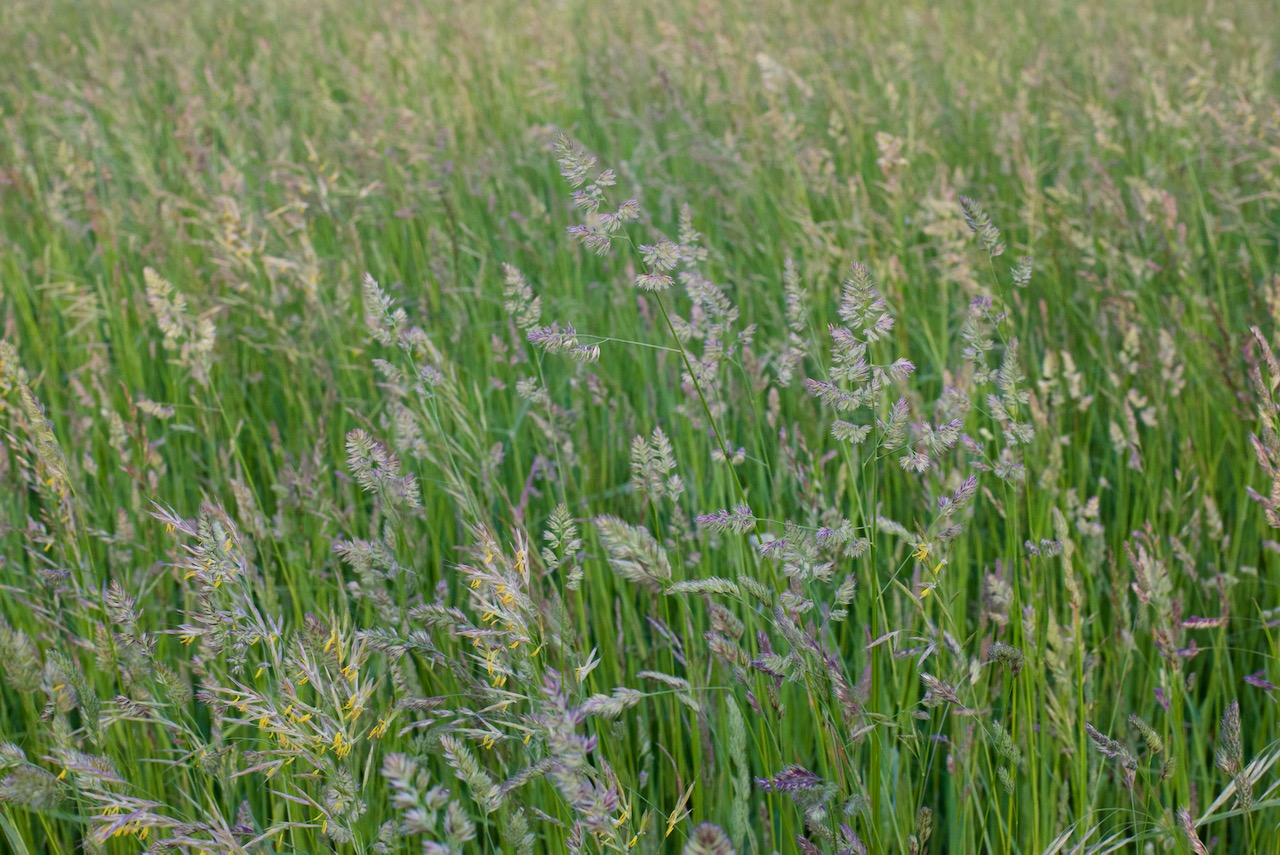 Early and Late Maturing Forage Grasses - Great Basin Seed