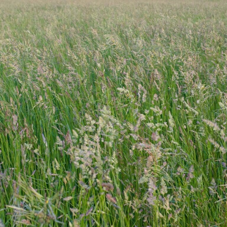 Irrigated Pasture Seed Mix - Great Basin Seeds Pasture Mix