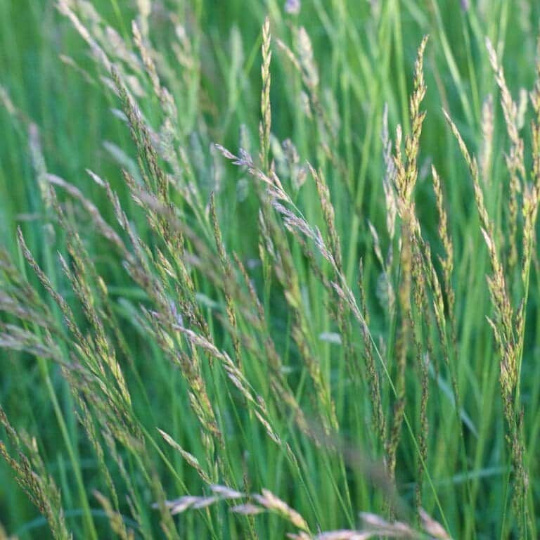 Irrigated Pasture Seed Mix - Great Basin Seeds Pasture Mix