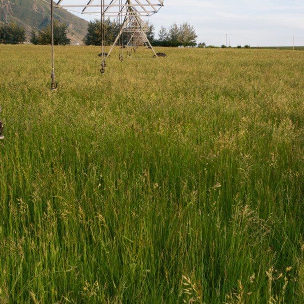 Siberian Wheatgrass, Agropyron fragile