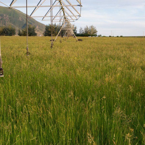 Irrigated Pasture Seed Mix - Great Basin Seeds Pasture Mix