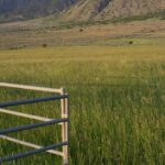 Irrigated Pasture Seed Mix - Great Basin Seeds Pasture Mix