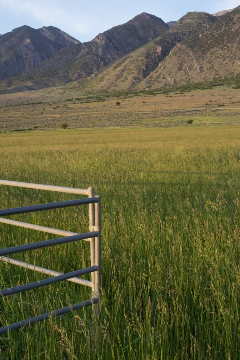 Irrigated Pasture Seed Mix - Great Basin Seeds Pasture Mix