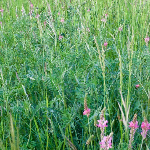 Irrigated Pasture Seed Mix - Great Basin Seeds Pasture Mix