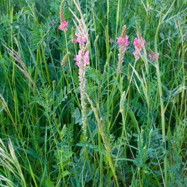 Winter Rye Nature's Seed 1 Acre Southwest Desert Big Game Food Plot ...