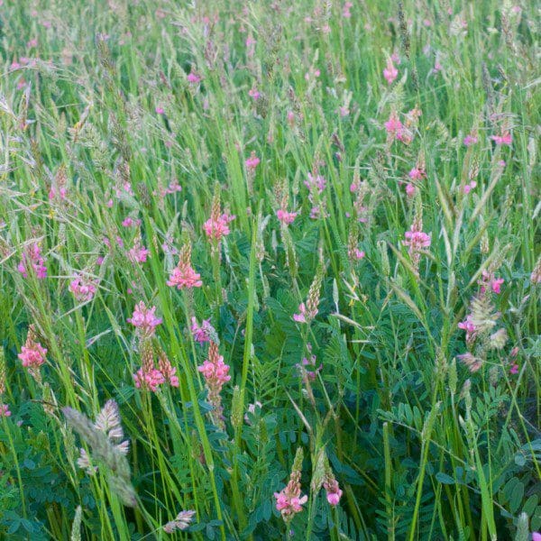 Irrigated Pasture Seed Mix - Great Basin Seeds Pasture Mix