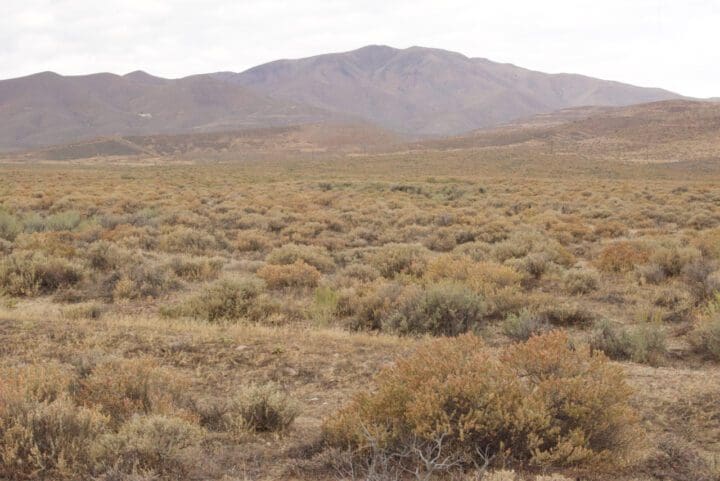 Shadscale Saltbrush - Great Basin Seeds - Atriplex confertifolia