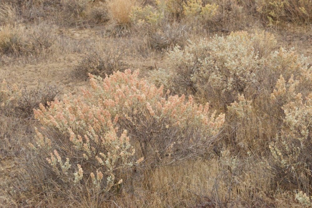 Shadscale Saltbrush - Atriplex confertifolia - Great Basin Seeds