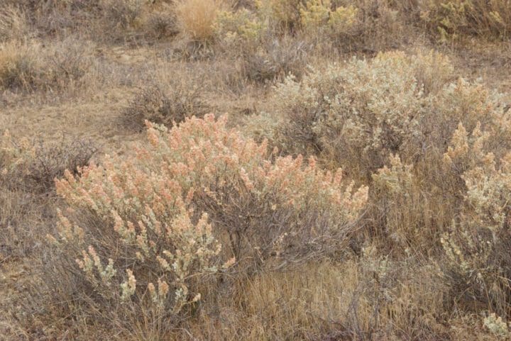 Shadscale Saltbrush - Great Basin Seeds - Atriplex confertifolia