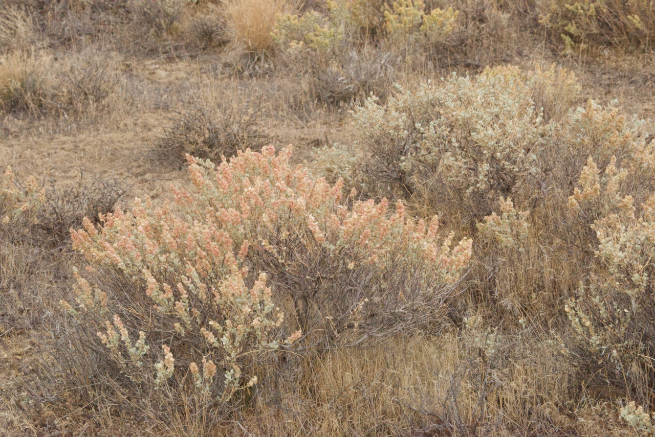 Shadscale Saltbrush - Great Basin Seeds - Atriplex confertifolia