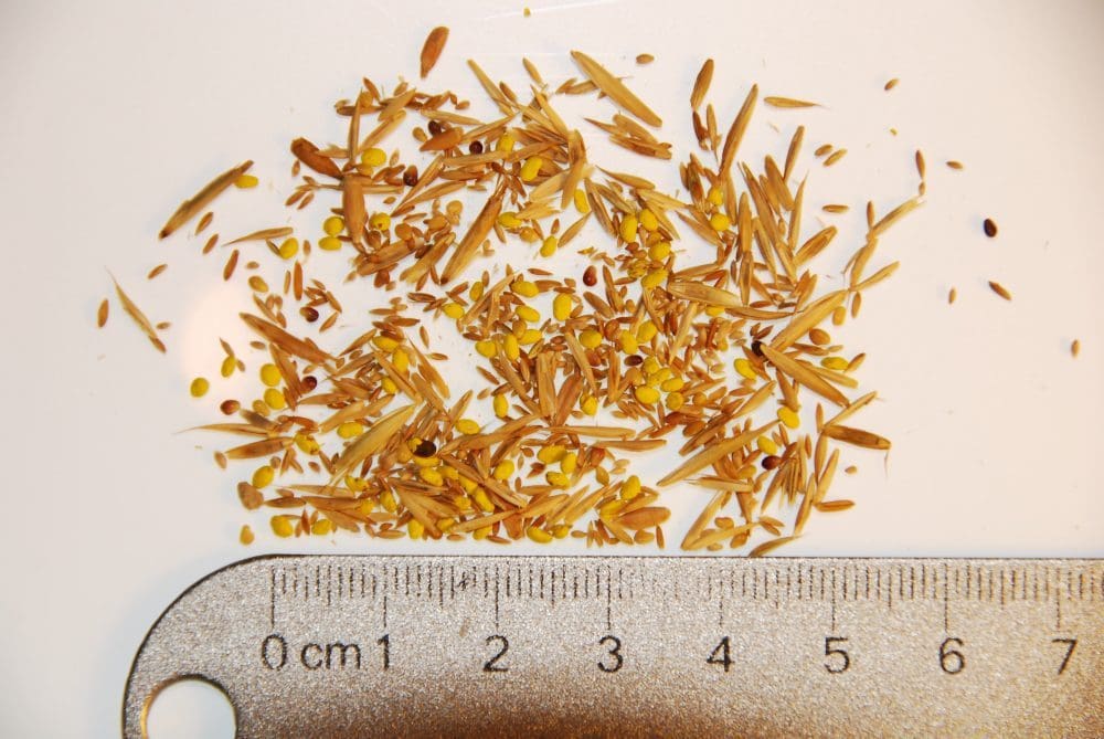 Dryland Pasture Seed Mix - Great Basin Seed - drought tolerant grass