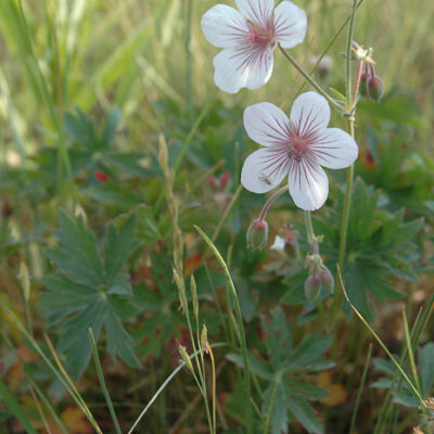 Sticky Geranium (Geranium viscosissimum) - Great Basin Seeds
