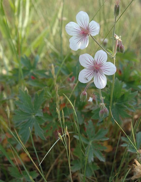 Sticky Geranium (Geranium viscosissimum) - Great Basin Seeds