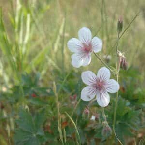 Sticky Geranium (Geranium viscosissimum) - Great Basin Seeds