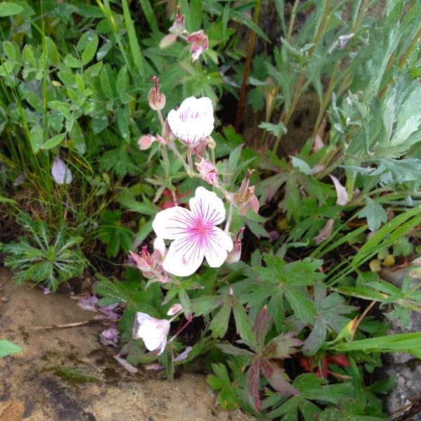 Sticky Geranium (Geranium viscosissimum) - Great Basin Seeds