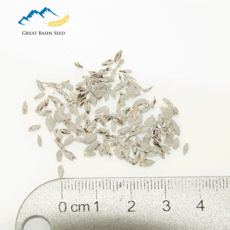 Garrison Creeping Foxtail - Alopecurus arundinaceae - Great Basin