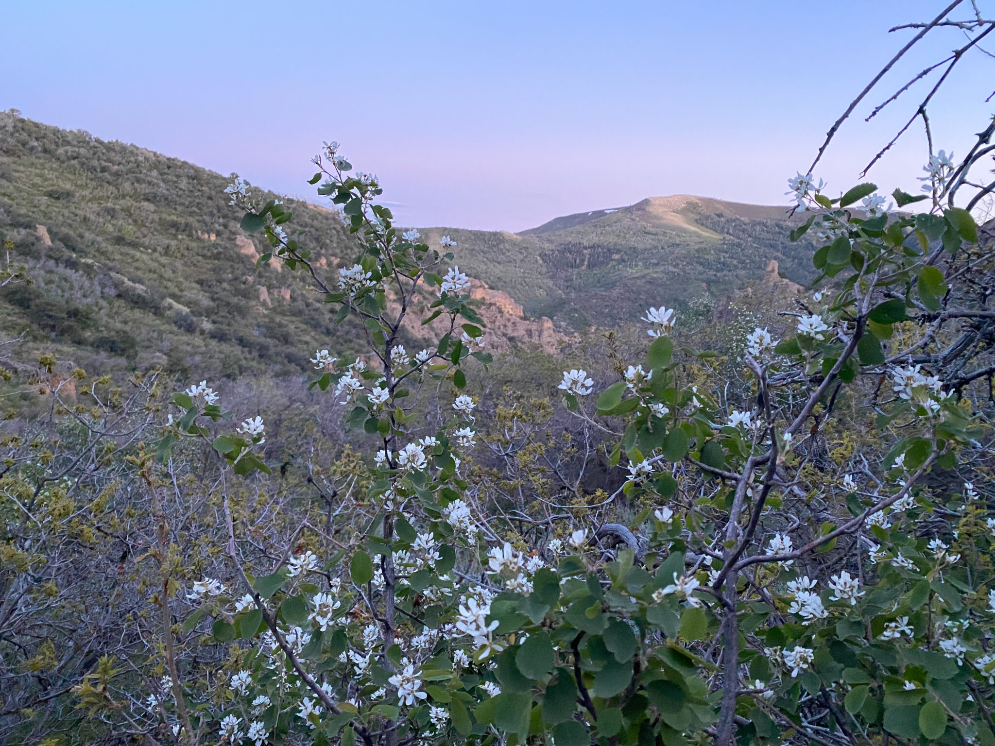 Saskatoon Serviceberry - Great Basin Seeds - Amelanchier alnifolia