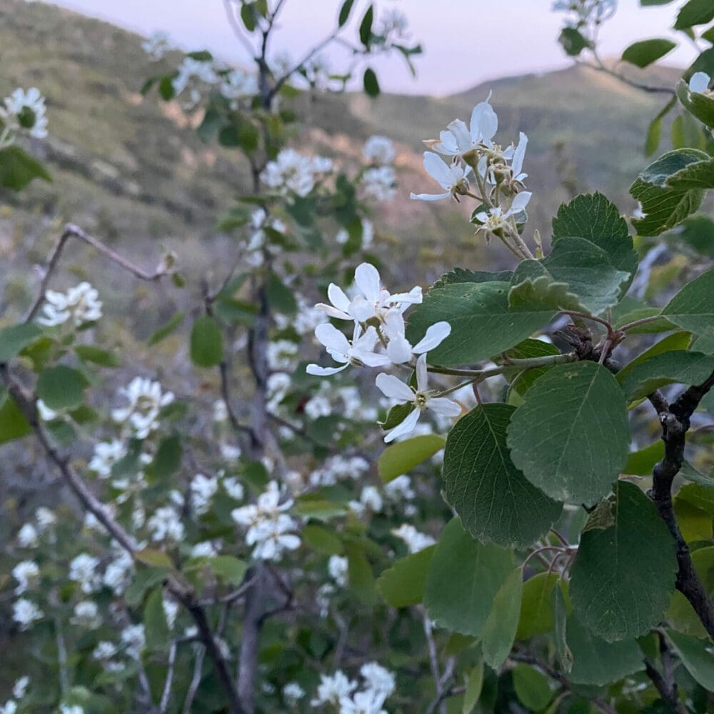 Saskatoon Serviceberry - Great Basin Seeds - Amelanchier alnifolia