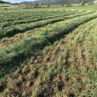 Dryland Pasture Seed Mix - Great Basin - drought tolerant grasses