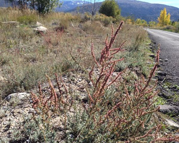 Immigrant Forage Kochia - Bassia prostrata - Great Basin Seeds