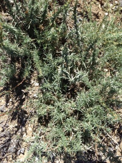 Immigrant Forage Kochia - Bassia prostrata - Great Basin Seeds