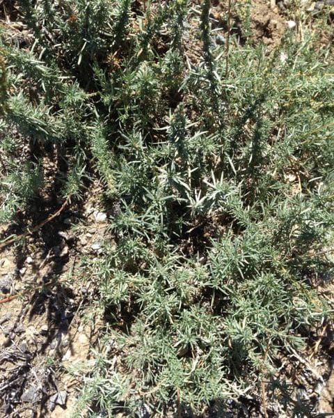 Immigrant Forage Kochia - Bassia prostrata - Great Basin Seeds
