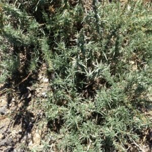 Immigrant Forage Kochia - Bassia prostrata - Great Basin Seeds