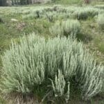 Silver Sagebrush - Artemisia cana - Great Basin Seeds