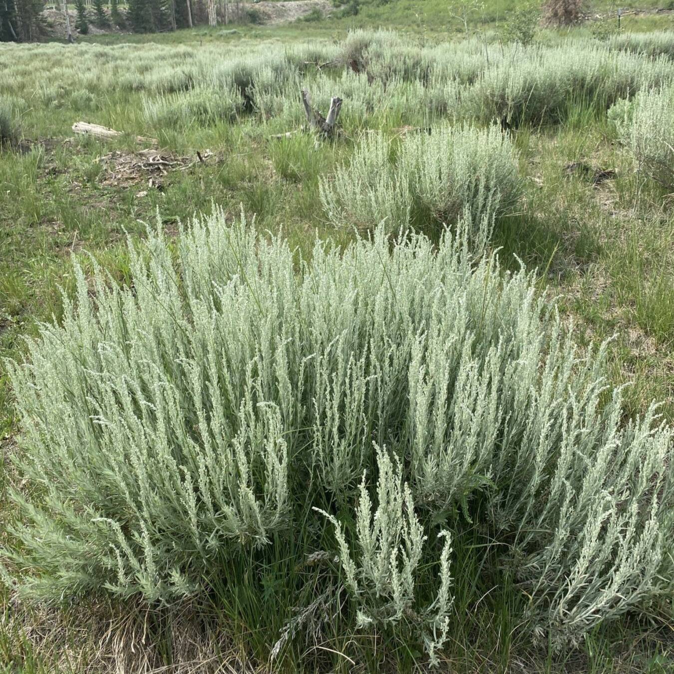 Silver Sagebrush - Artemisia cana - Great Basin Seeds