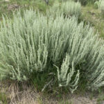 Silver Sagebrush - Artemisia cana - Great Basin Seeds