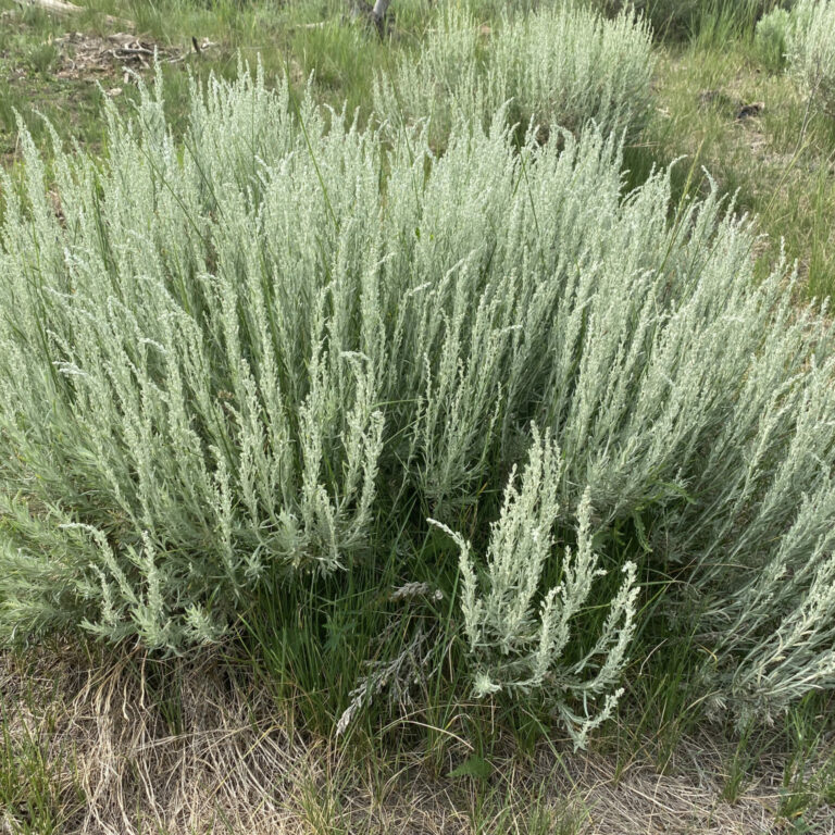 Silver Sagebrush - Artemisia cana - Great Basin Seeds